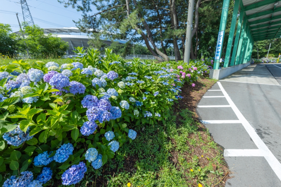 色鮮やかに咲き揃う 向浜工場のアジサイが見頃に | 秋田県就活情報サイト Kocchake! (こっちゃけ)